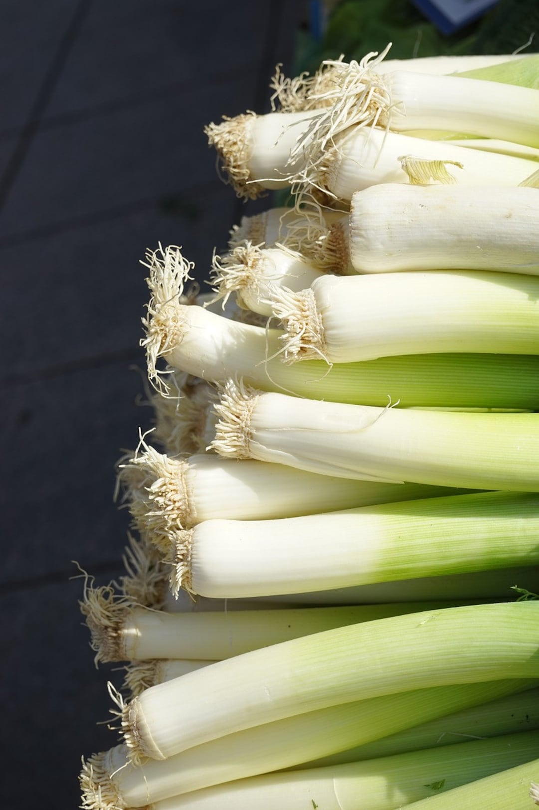 Garlic Chives Herb Seeds, Garlic Chives Seed, Organic Garlic Chives ...