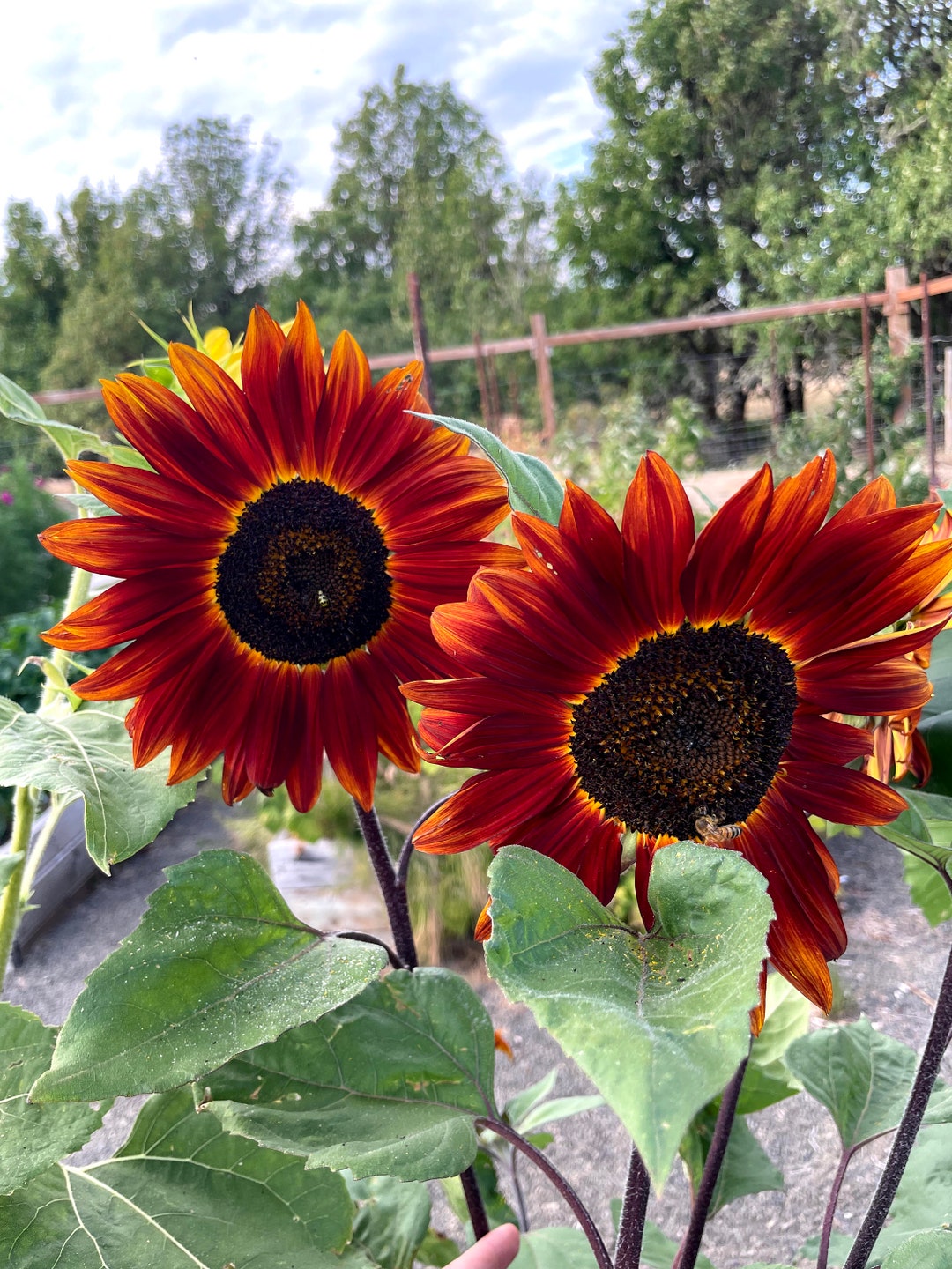 Velvet Queen Sunflower Seeds, Sunflower Seeds, Flower Seeds, Helianthus ...
