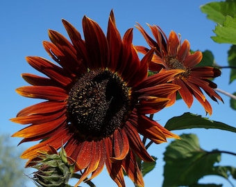 20 Autumn Beauty Sunflower Seeds Plants Garden Planting Colorful Rare ...