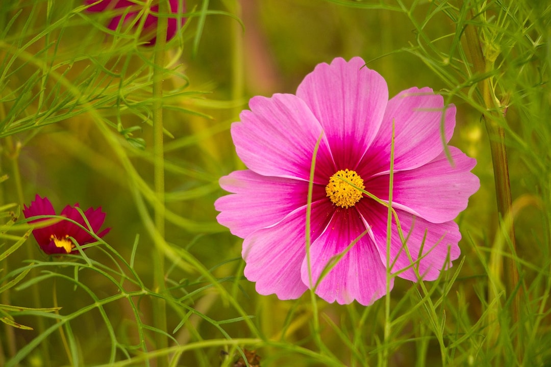 Gloria Cosmos Seeds, Cosmos Seeds, Flower Seeds, Cosmos Flower Seeds ...