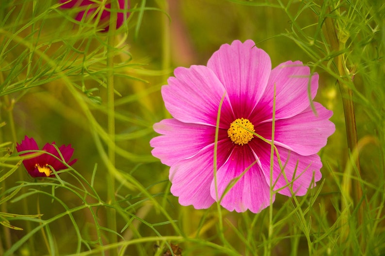 Gloria Cosmos Seeds, Cosmos Seeds, Flower Seeds, Cosmos Flower Seeds ...