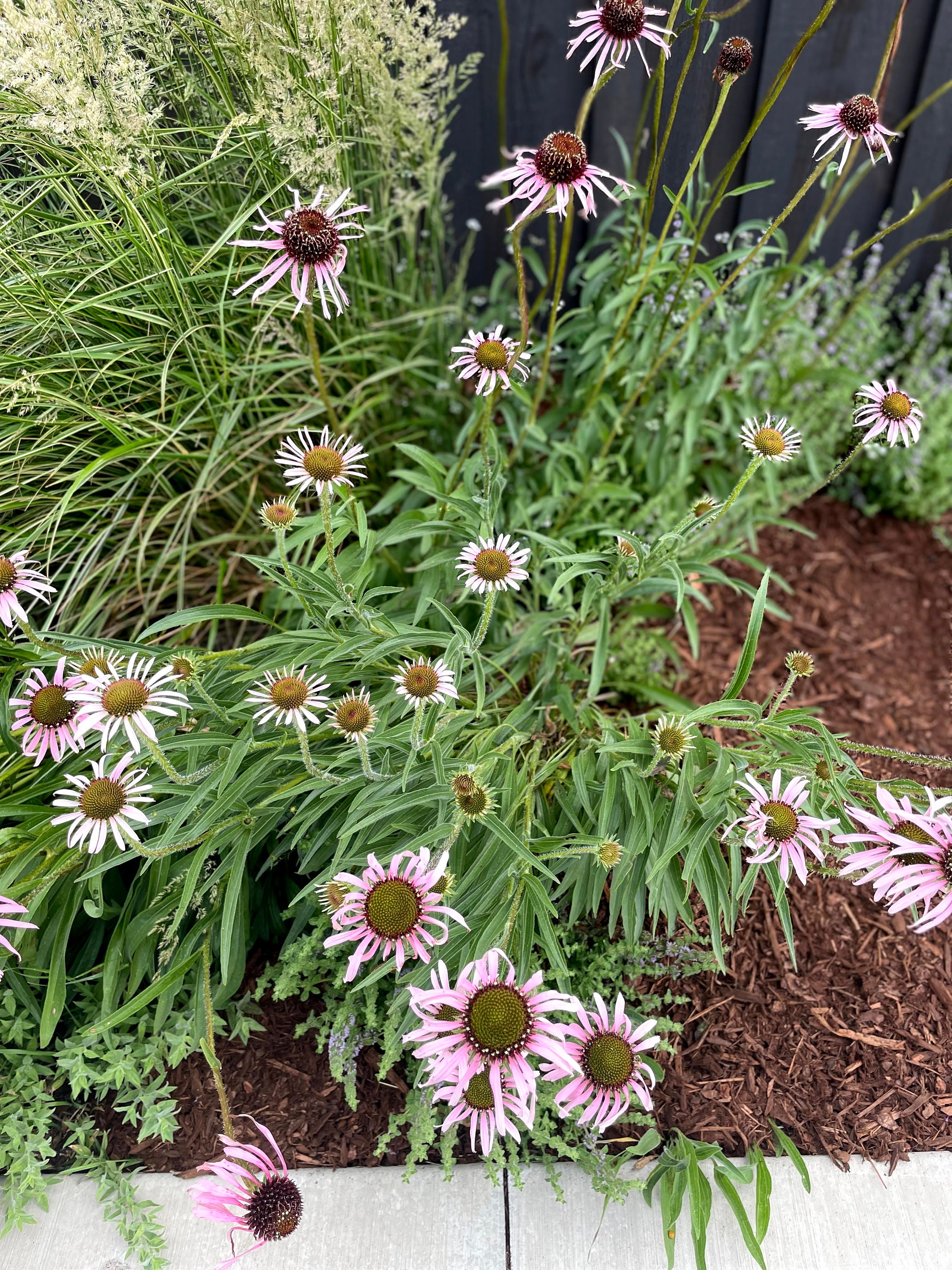 Purple Coneflower Seeds — Decker Rd. Seeds