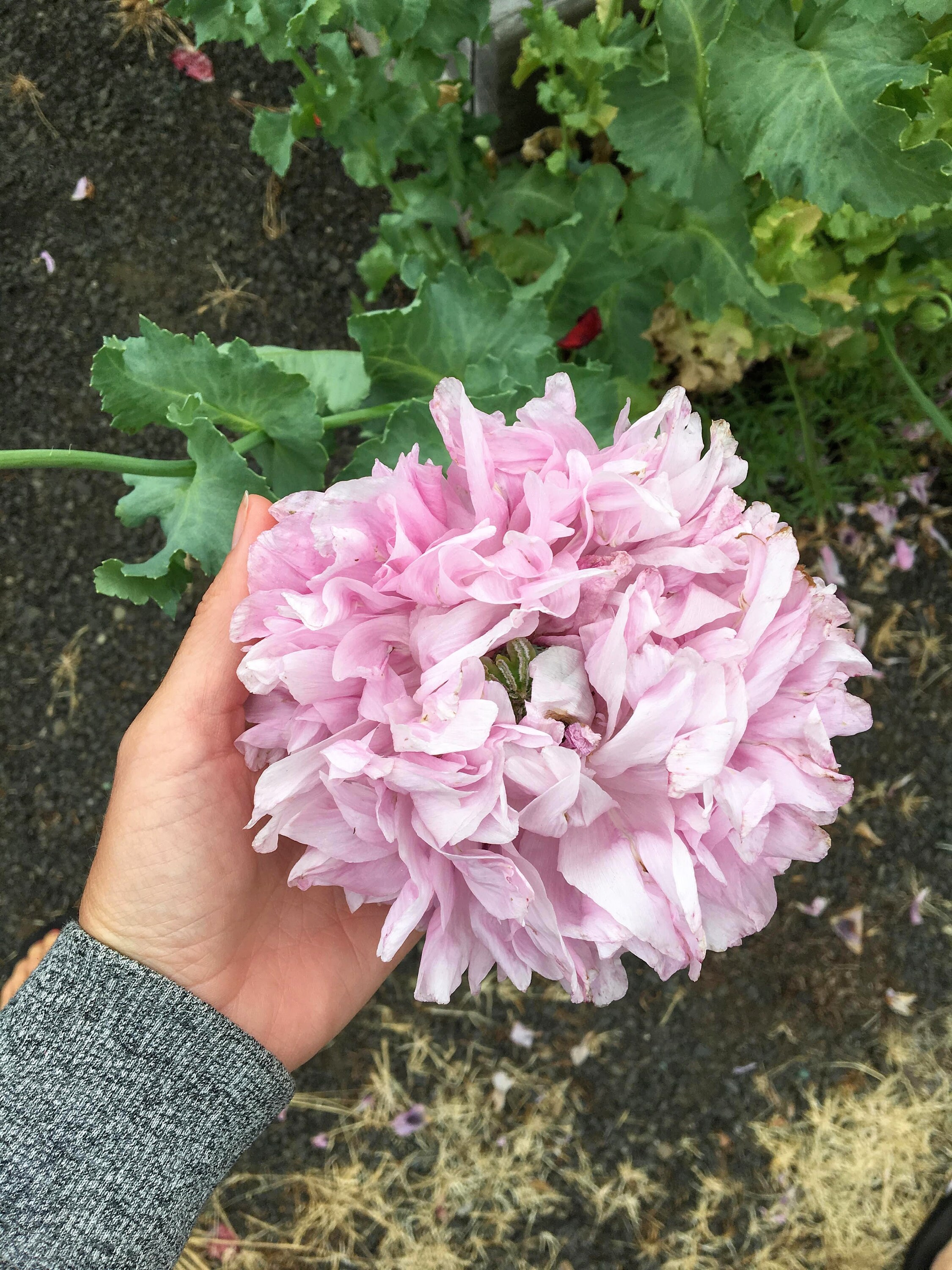'Violet Blush' Poppy Seeds — Decker Rd. Seeds
