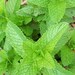 Lemon Mint Herb Seeds, Herb Seeds, Mint Seeds, Herb Garden Seeds, Herb ...