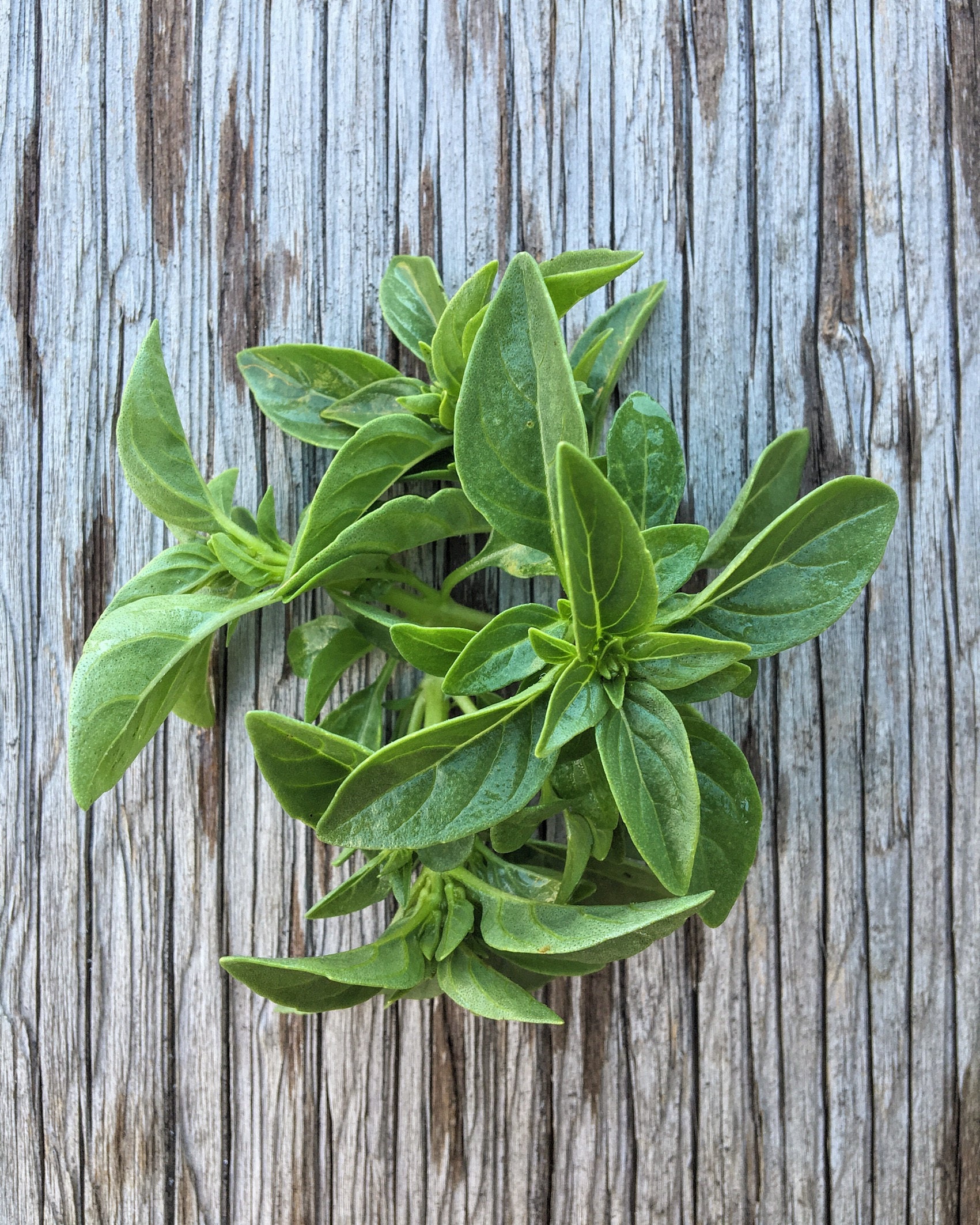 Basil Seeds - Genovese Basil Seeds, Italian Basil Seeds, Lemon Basil ...