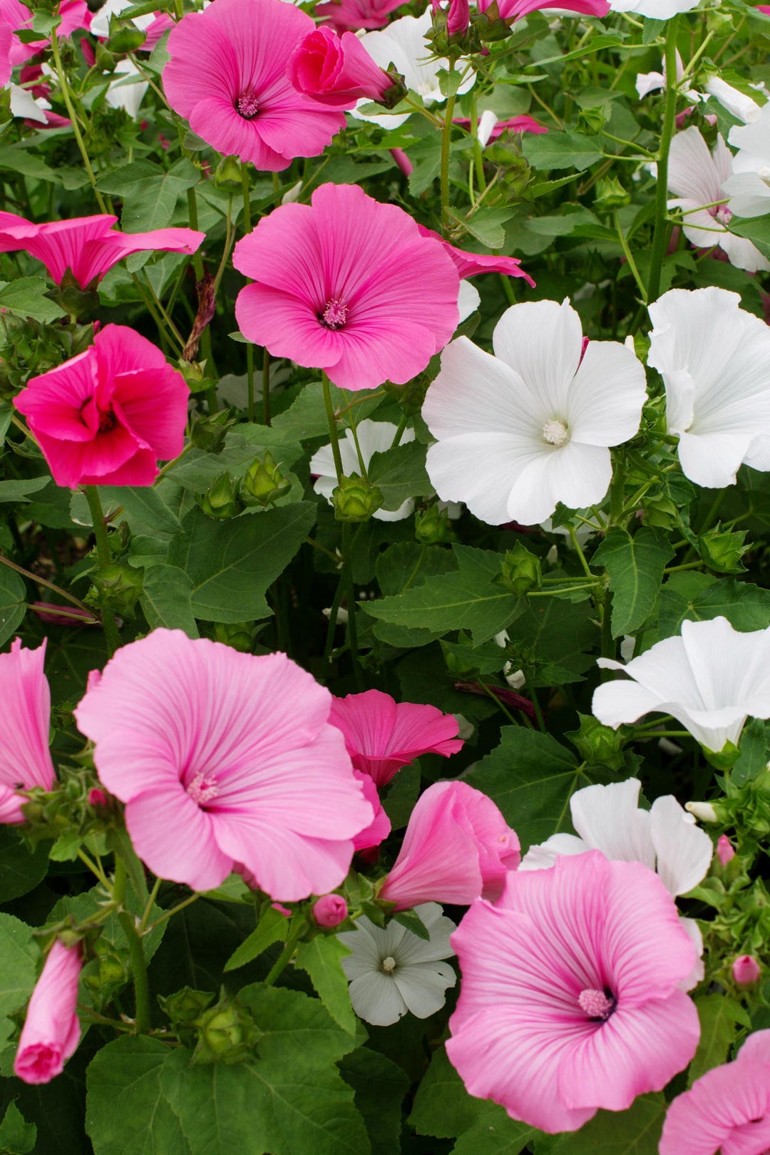 Rose Mallow Seeds, Wildflower Seeds, Tree Mallow Seeds, Lavatera Seeds ...