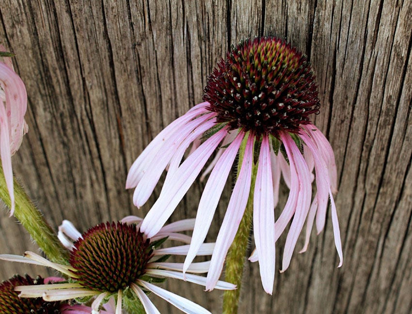 Purple Coneflower Seeds — Decker Rd. Seeds