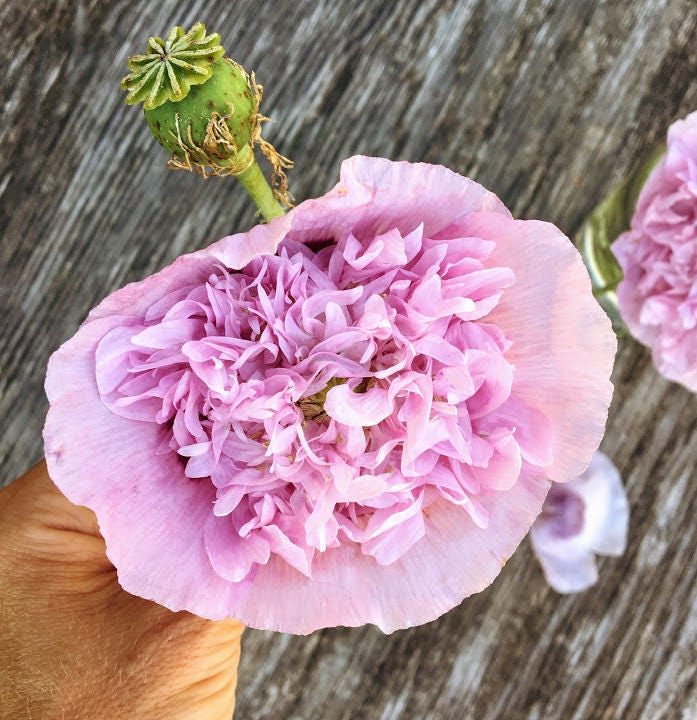 'Violet Blush' Poppy Seeds — Decker Rd. Seeds