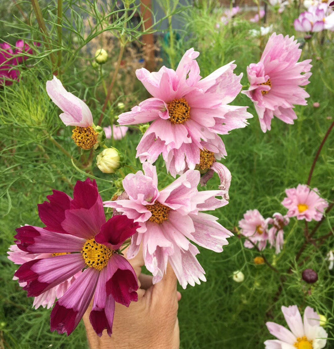 Seashells Cosmos Seeds, Cosmos Seeds, Flower Seeds, Cosmos Flower Seeds ...