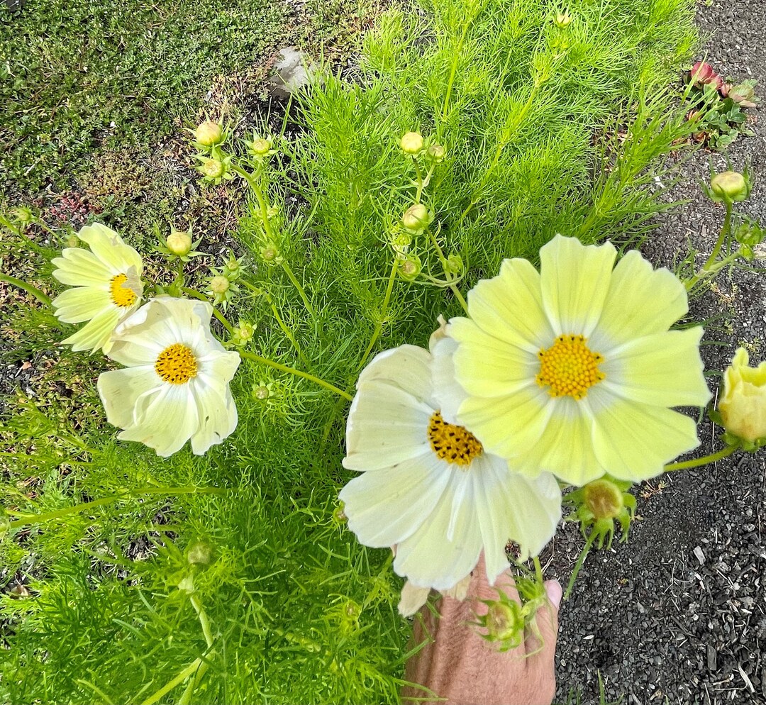 Sunset Yellow Cosmos Seeds, Yellow Cosmos Seeds, Flower Seeds, Cosmos ...