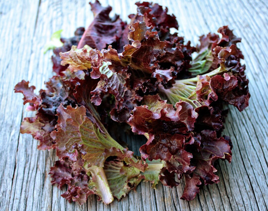 Red Sails Lettuce Seeds, Organic Lettuce Seeds, Red Lettuce Seeds - Etsy