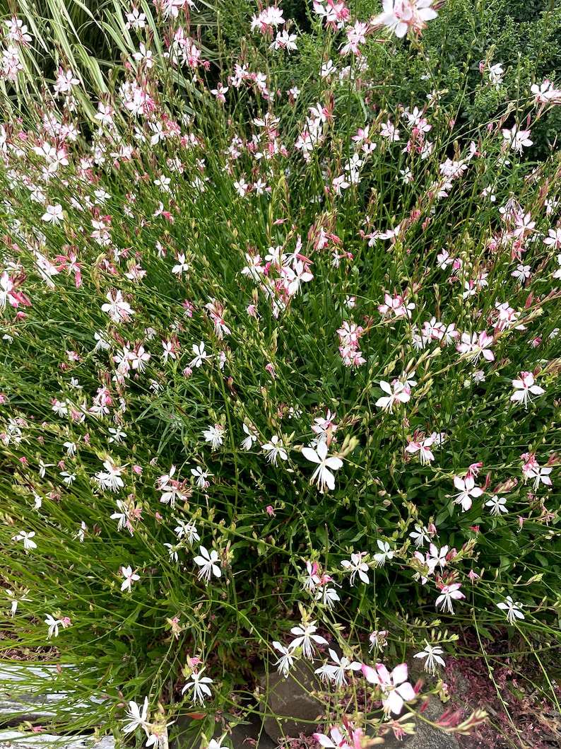 Gaura Seeds, Gaura Lindheimeri Seeds, Flower Seeds, Butterfly Garden ...