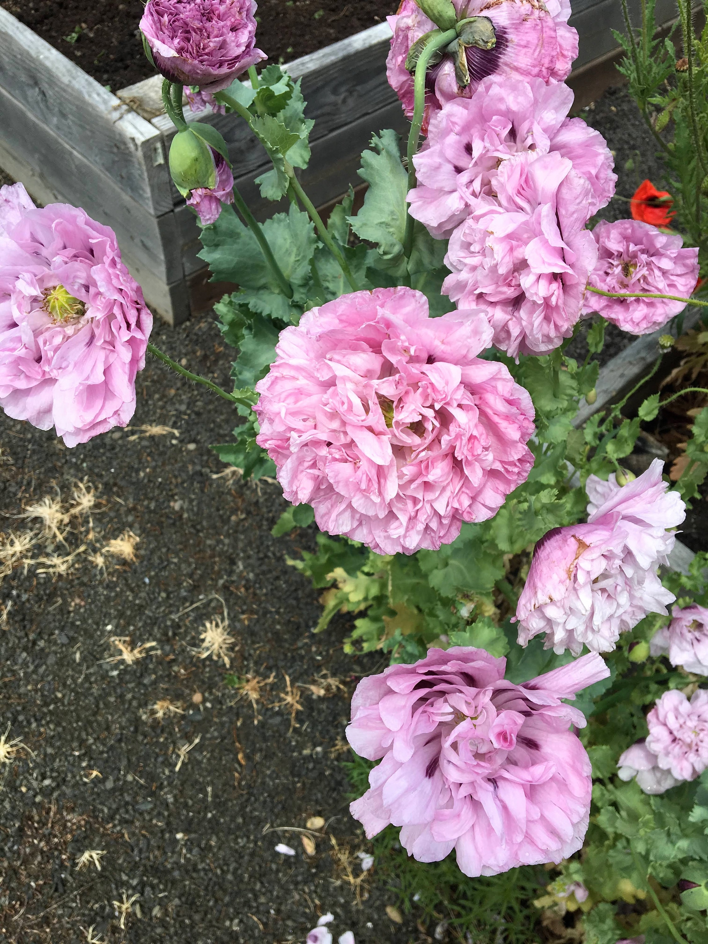 'Violet Blush' Poppy Seeds — Decker Rd. Seeds