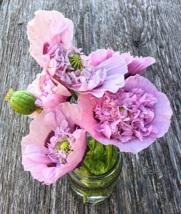 'Violet Blush' Poppy Seeds — Decker Rd. Seeds