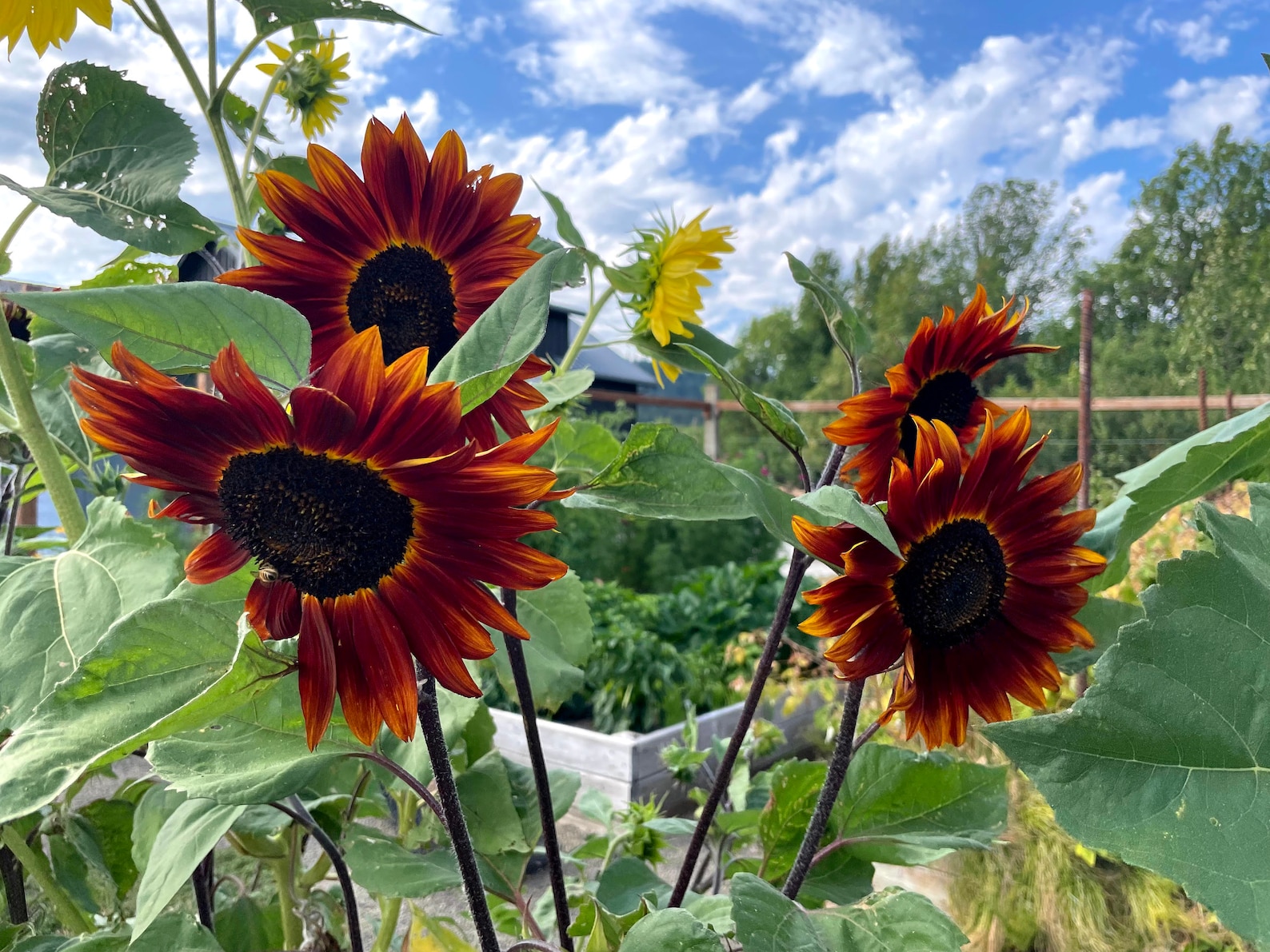 Velvet Queen Sunflower Seeds Sunflower Seeds Flower Seeds - Etsy
