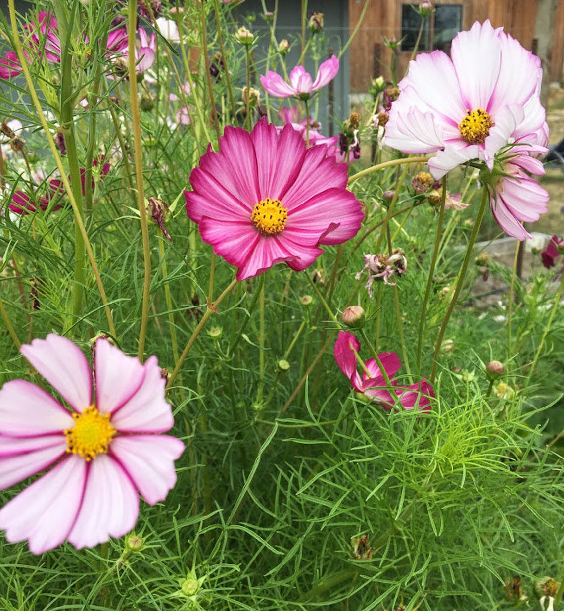 Picotee Cosmos Seeds, Cosmos Seeds, Flower Seeds, Cosmos Flower Seeds ...