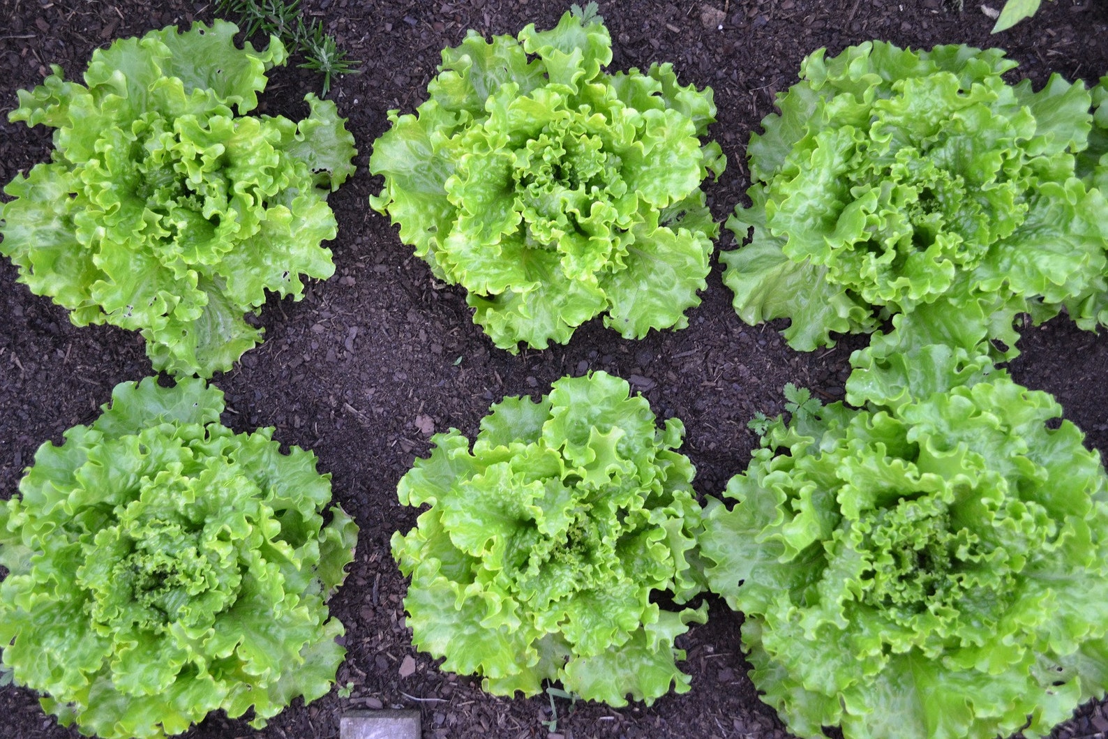Green Ice Lettuce Seeds Organic Lettuce Seeds Leaf Lettuce | Etsy