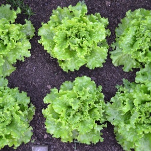 Green Ice Lettuce Seeds Organic Lettuce Seeds Leaf Lettuce | Etsy