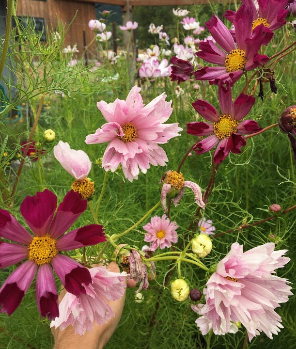 Seashells Cosmos Seeds Cosmos Seeds Flower Seeds Cosmos | Etsy