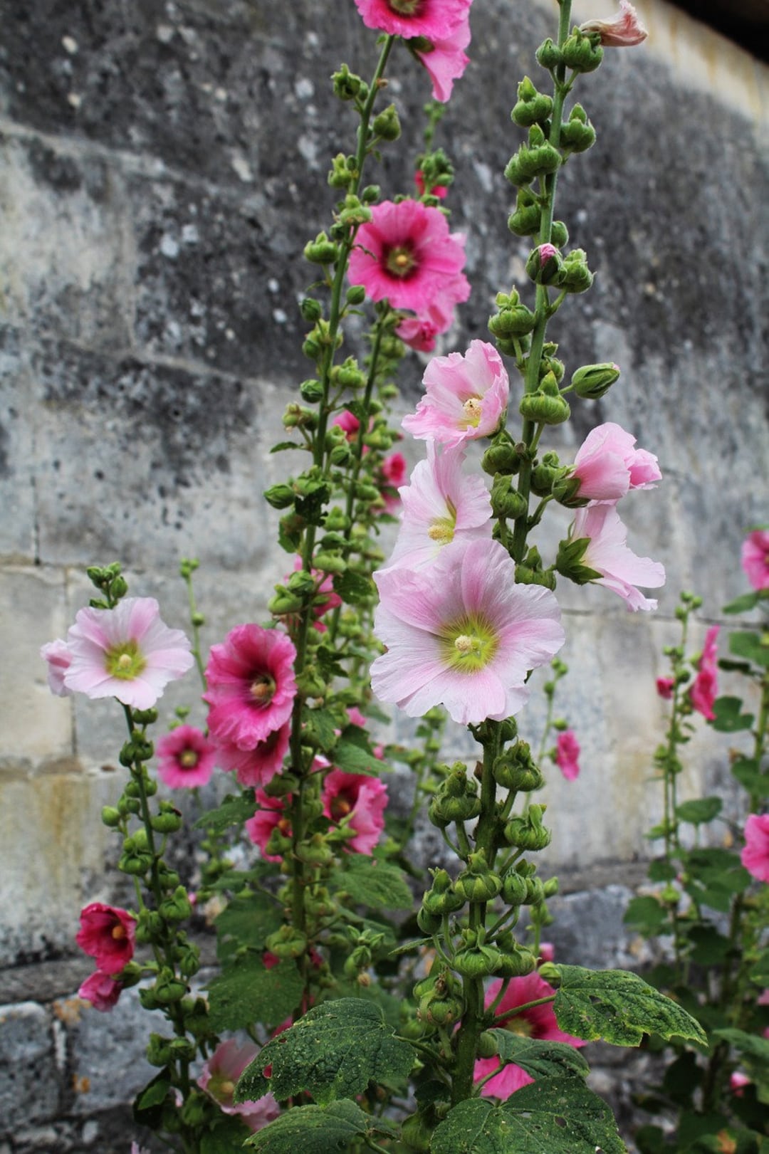 Hollyhock Seeds 'indian Spring', Flower Seeds - Etsy