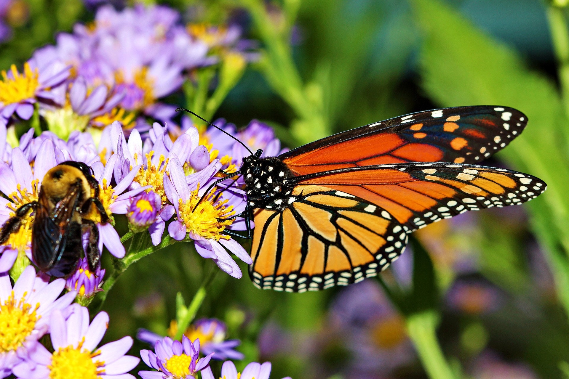 Monarch Butterfly Wildflower Seeds — Decker Rd. Seeds