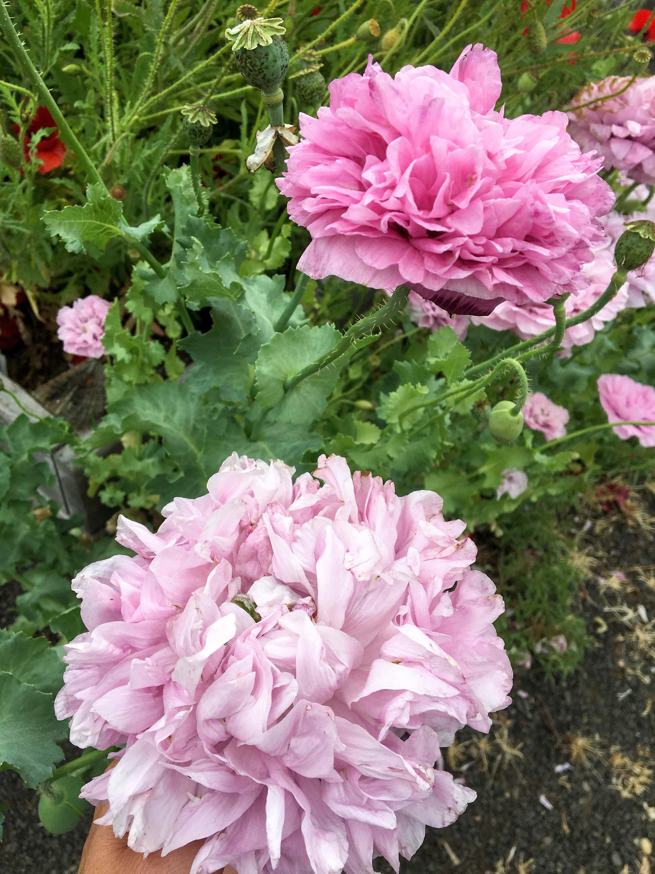 'Violet Blush' Poppy Seeds — Decker Rd. Seeds