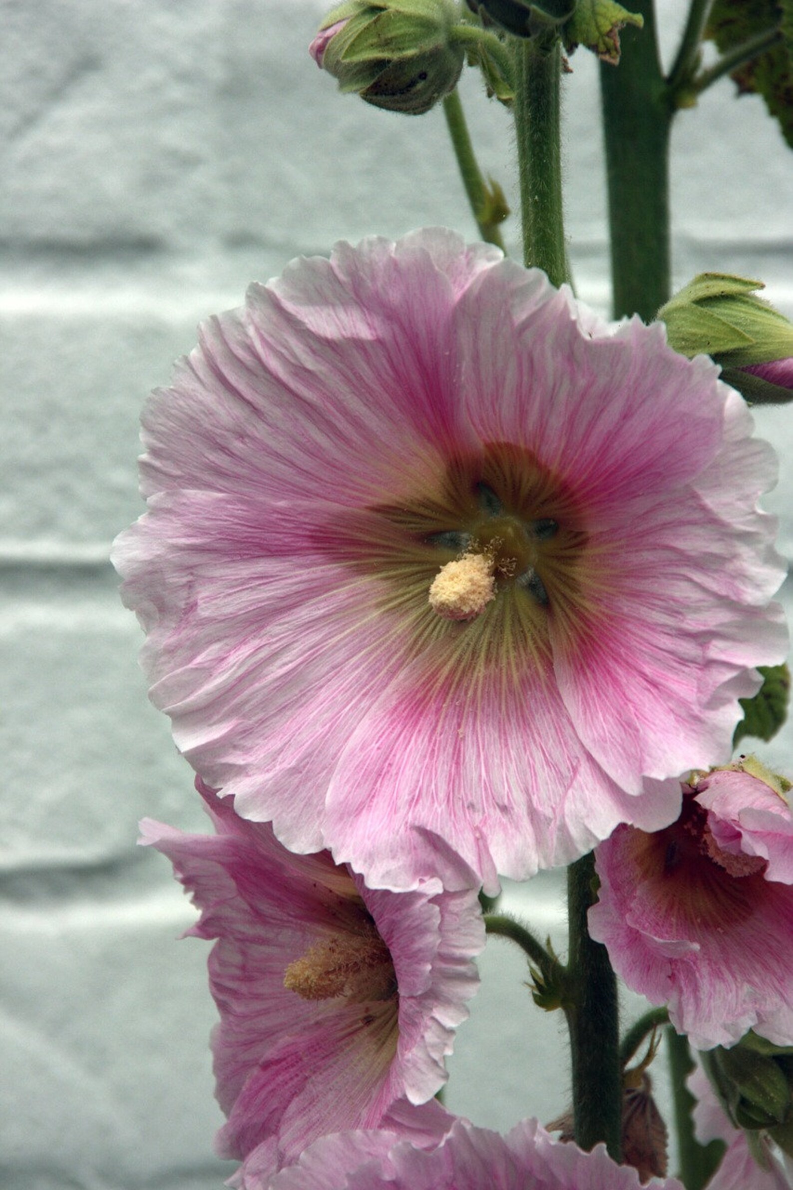Hollyhock Seeds 'indian Spring' Flower Seeds - Etsy