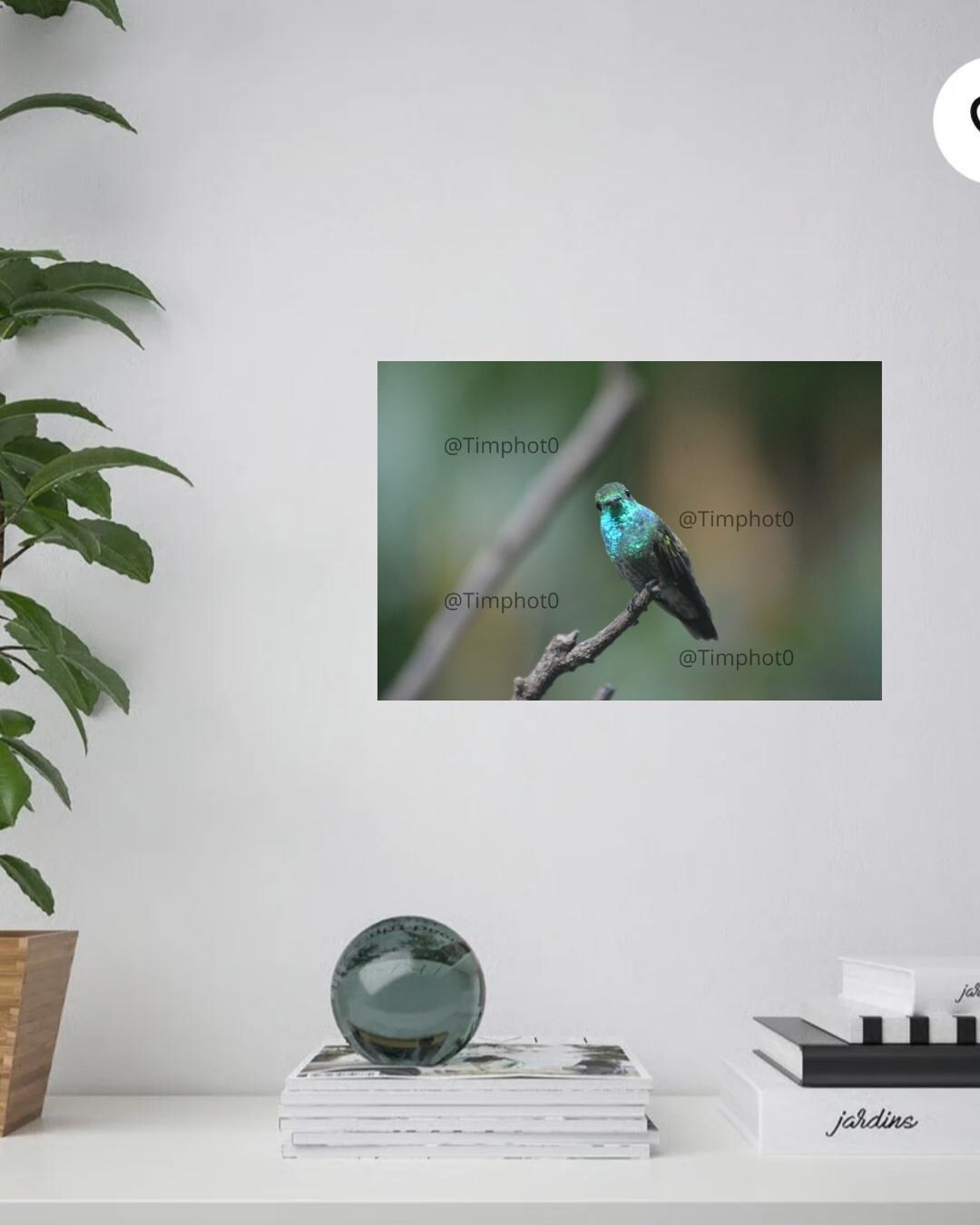 Affiche D’un Colibri Dans La Jungle. Format 20x30, 6 Megapixels - Etsy