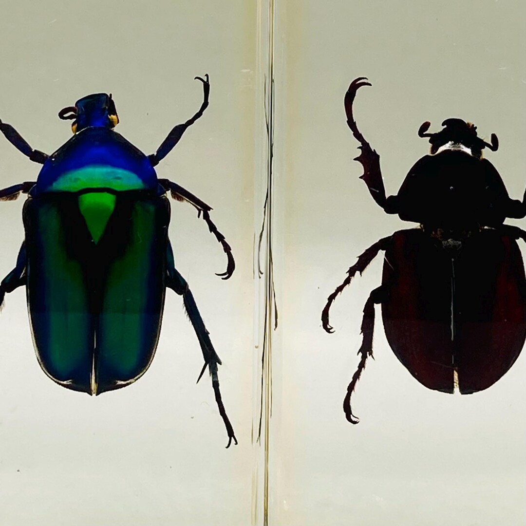 2 Vintage Insect Taxidermy & Curiosities, Insect Lovers, Insect ...