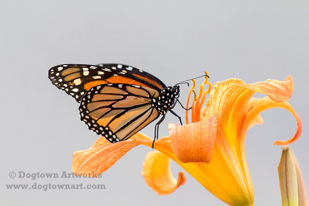 Monarch on Daylily, Original Large Photograph of a Monarch Butterfly as ...
