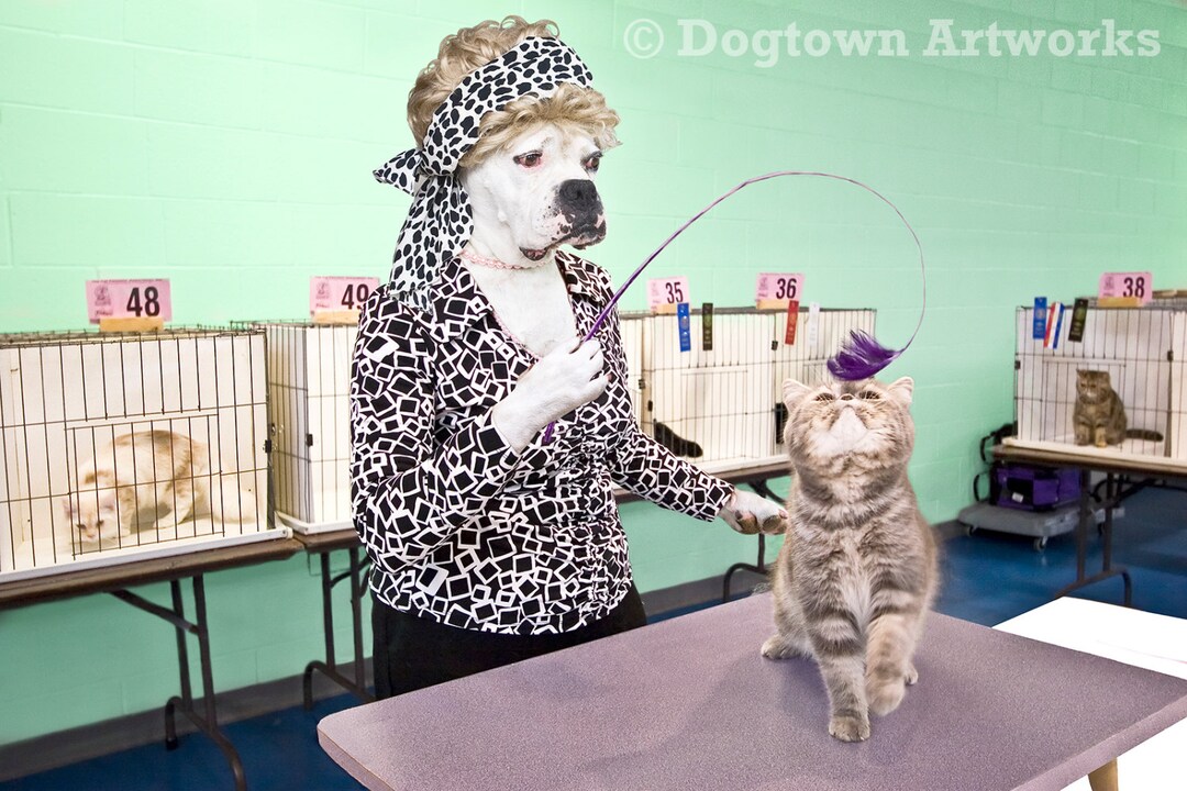 Cat Show Judge Large Funny Humorous Original Photograph of - Etsy