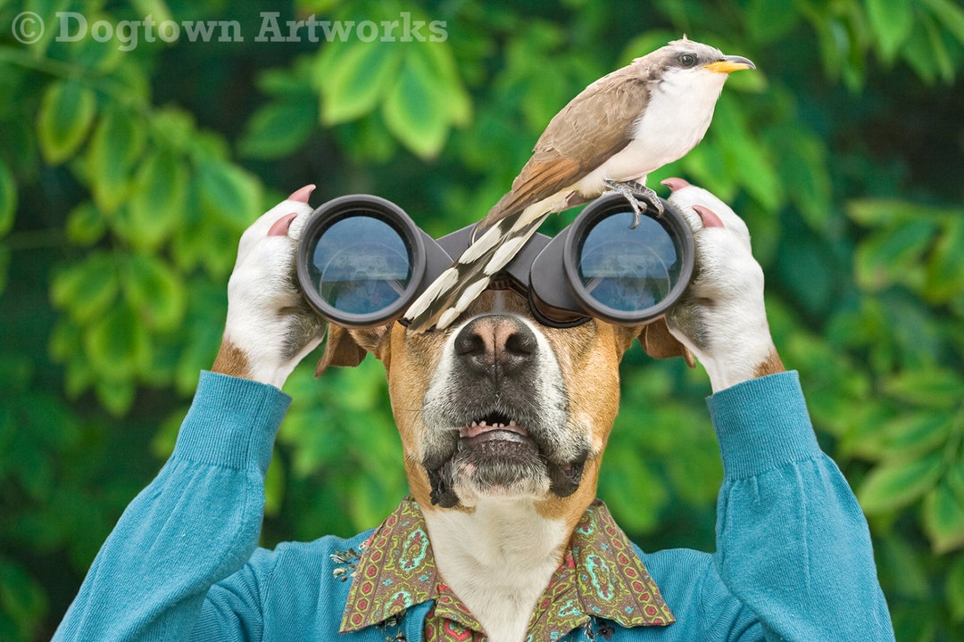 Birdwatching Funny Large Original Photograph of Boxer Dog - Etsy