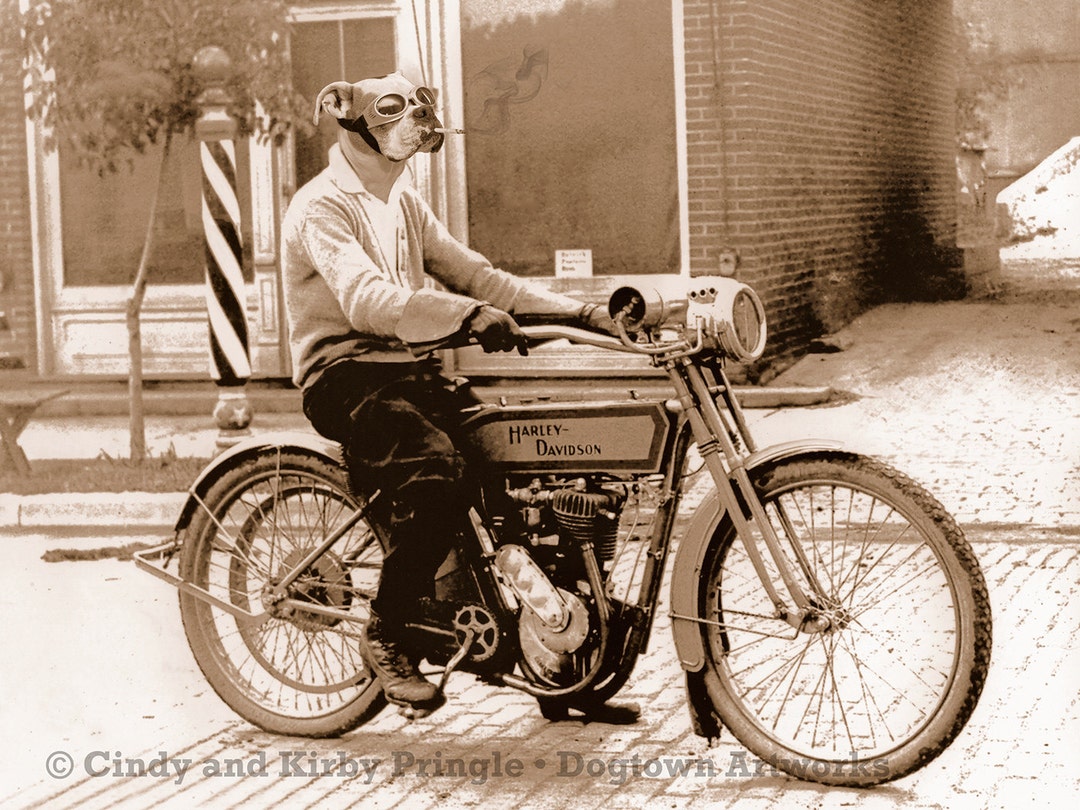 Boxer Dog on 1913 Harley-davidson Motorcycle, Humorous Photograph Print ...