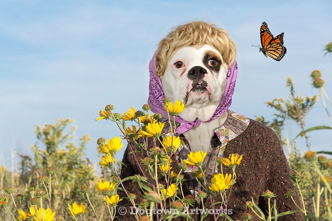 Monarch Watch, Funny Original Large Photograph of White Boxer Dog ...