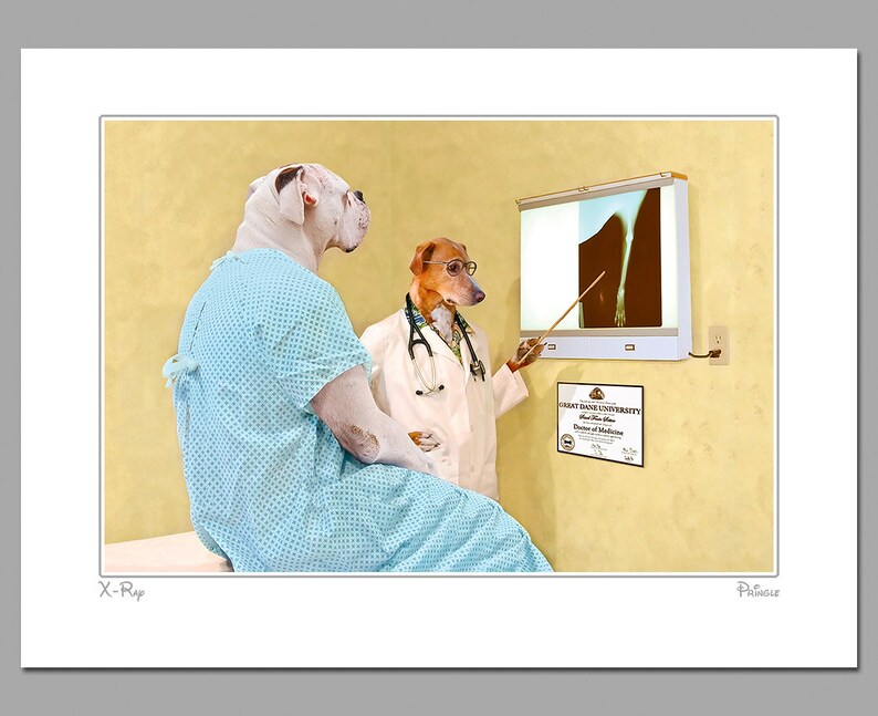 X-ray Funny Large Original Photograph of White Boxer Dog in - Etsy