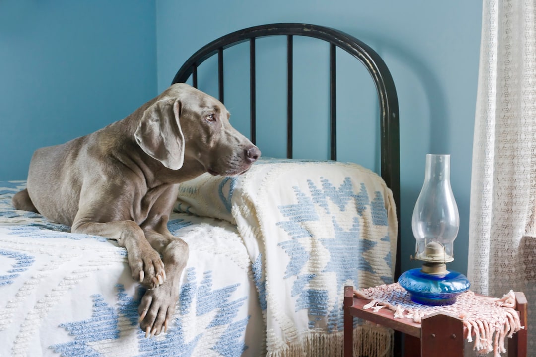 Weimaraner Dog Photograph: Blue Room, Signed Art Print - Etsy