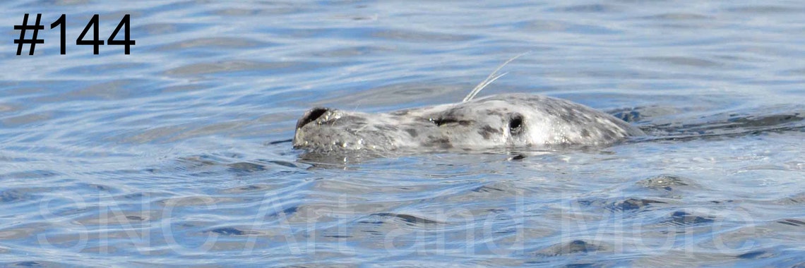 Seal Bookmarks - Etsy