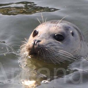 Seal Bookmarks - Etsy
