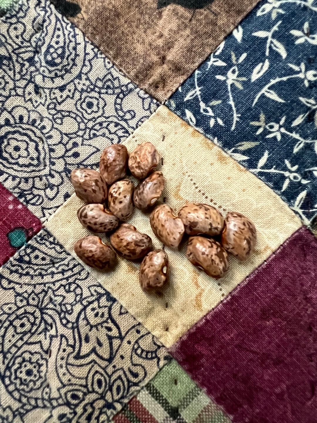 Appalachian Greasy Bean Seeds FREE SHIPPING - Etsy