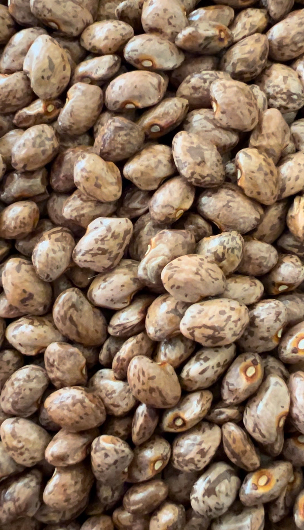 Appalachian Greasy Bean Seeds FREE SHIPPING - Etsy