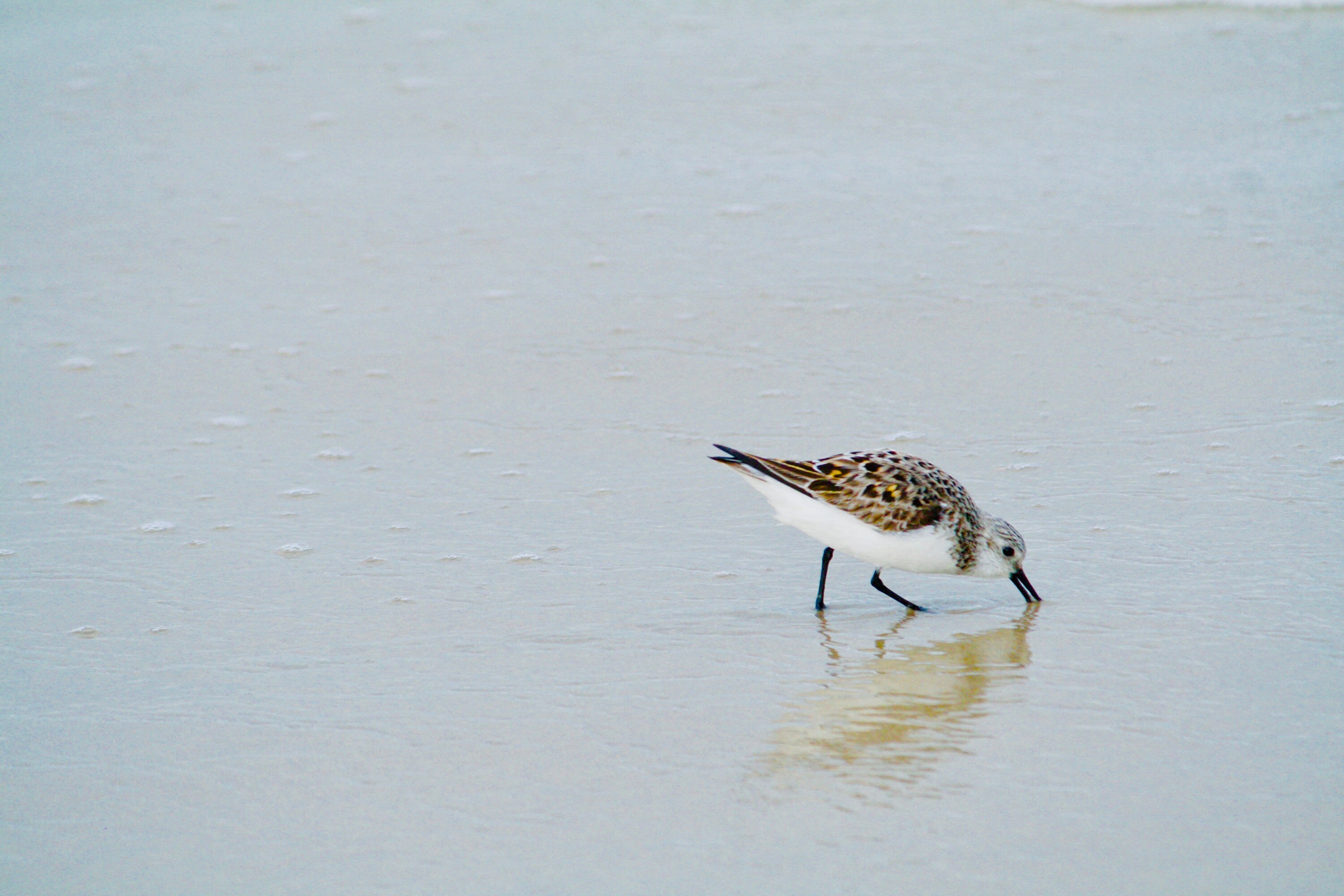 Sand Piper 11x14 Photography Print - Etsy