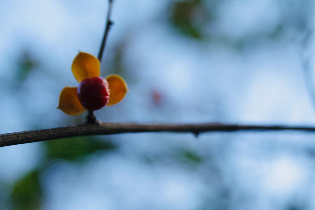Little Bud 11x14 Photography Print - Etsy