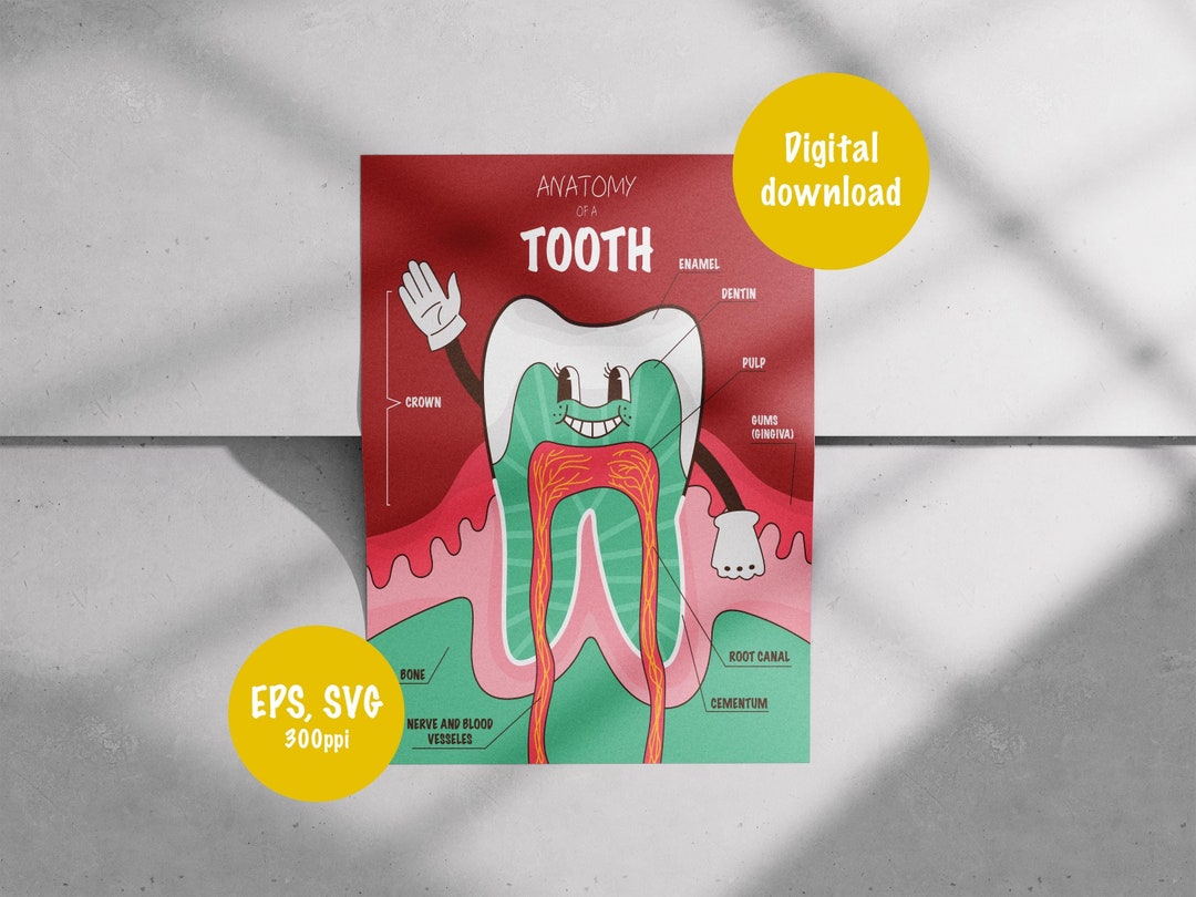 Anatomy of a Tooth Vector Poster for Dentist Eps Svg Png. Education for ...