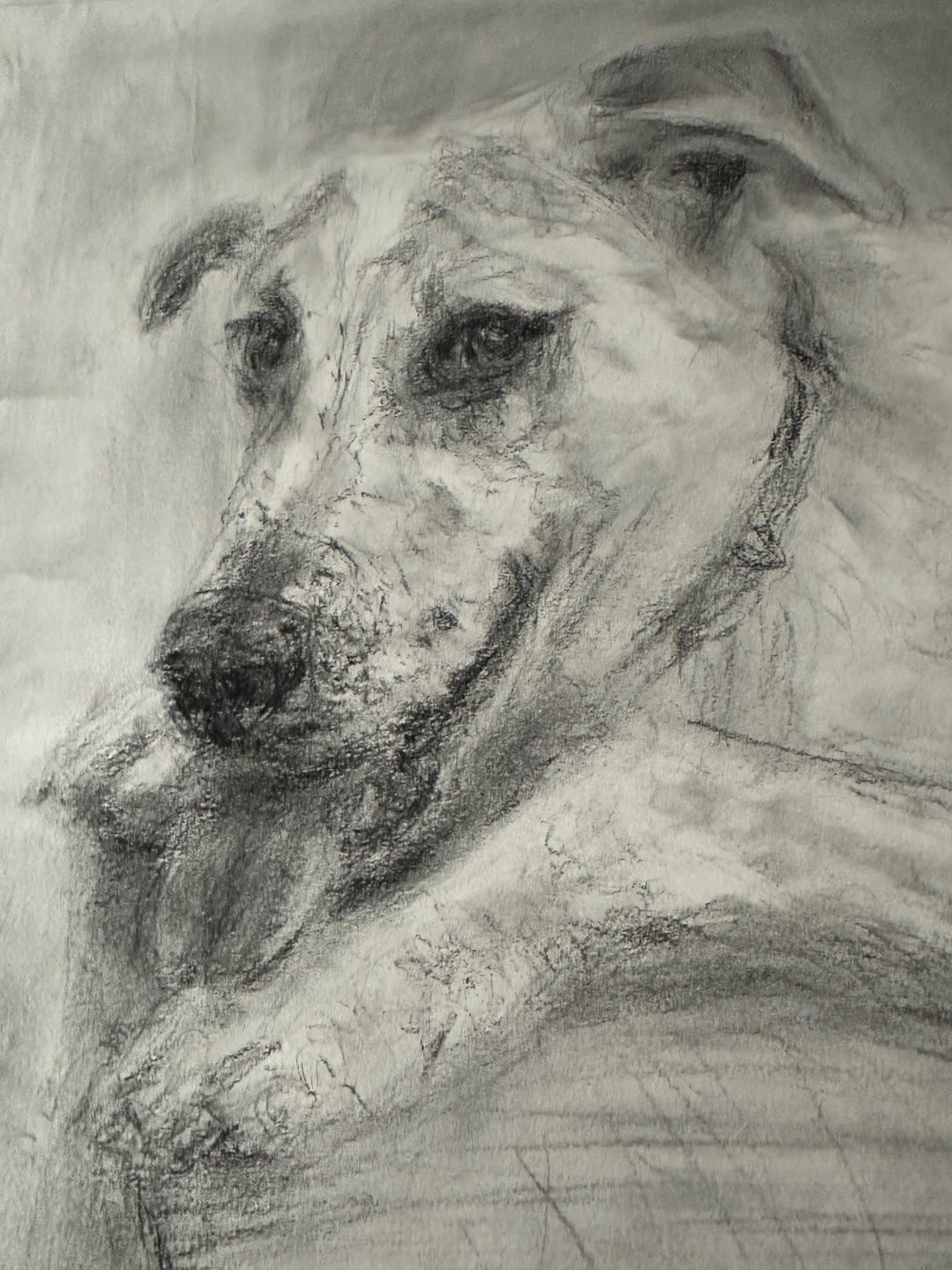 Sketchy Pets, Custom Art Drawing or Print, Dog Art, Cat Art, Bird Art ...