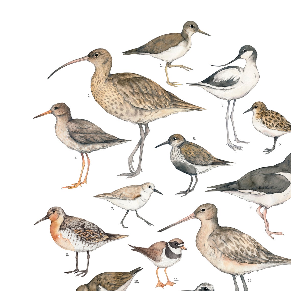 Wading Bird Watercolour Print Bird Wall Art - Etsy