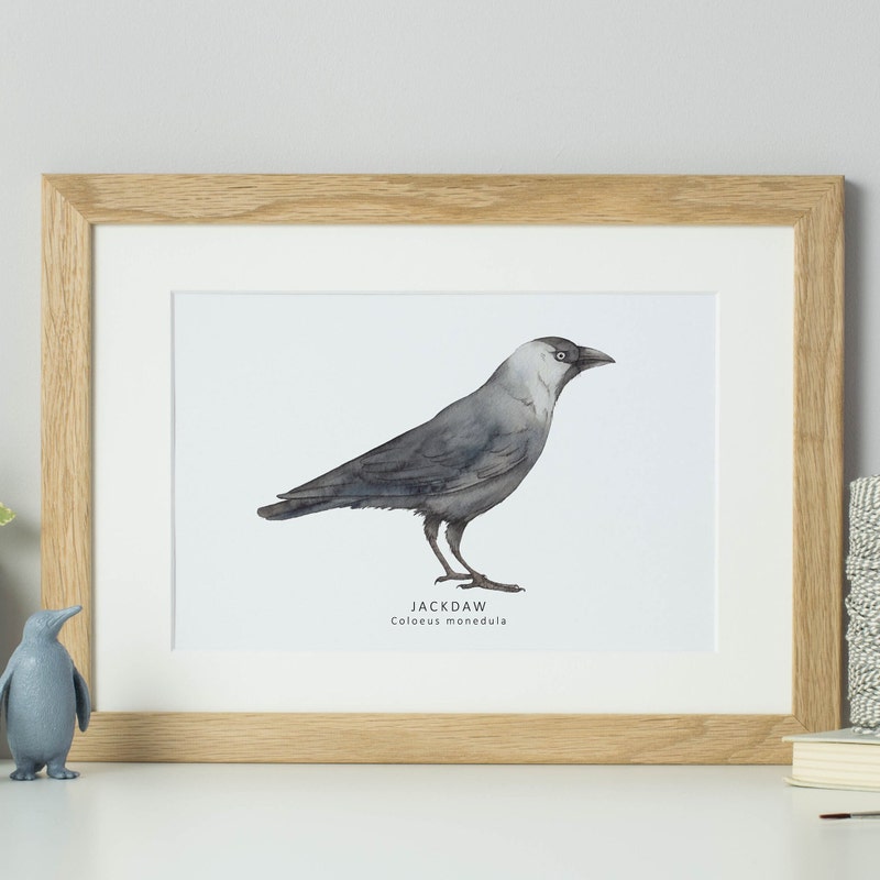 Jackdaw - Etsy
