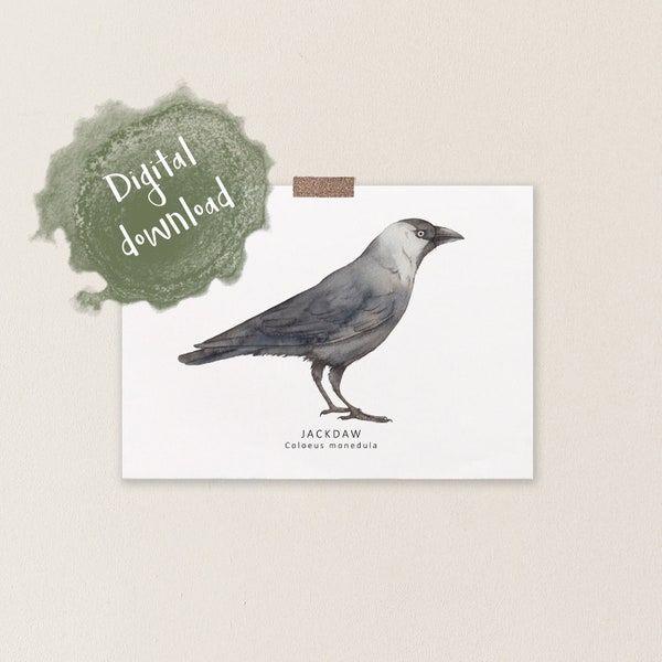 Jackdaw - Etsy
