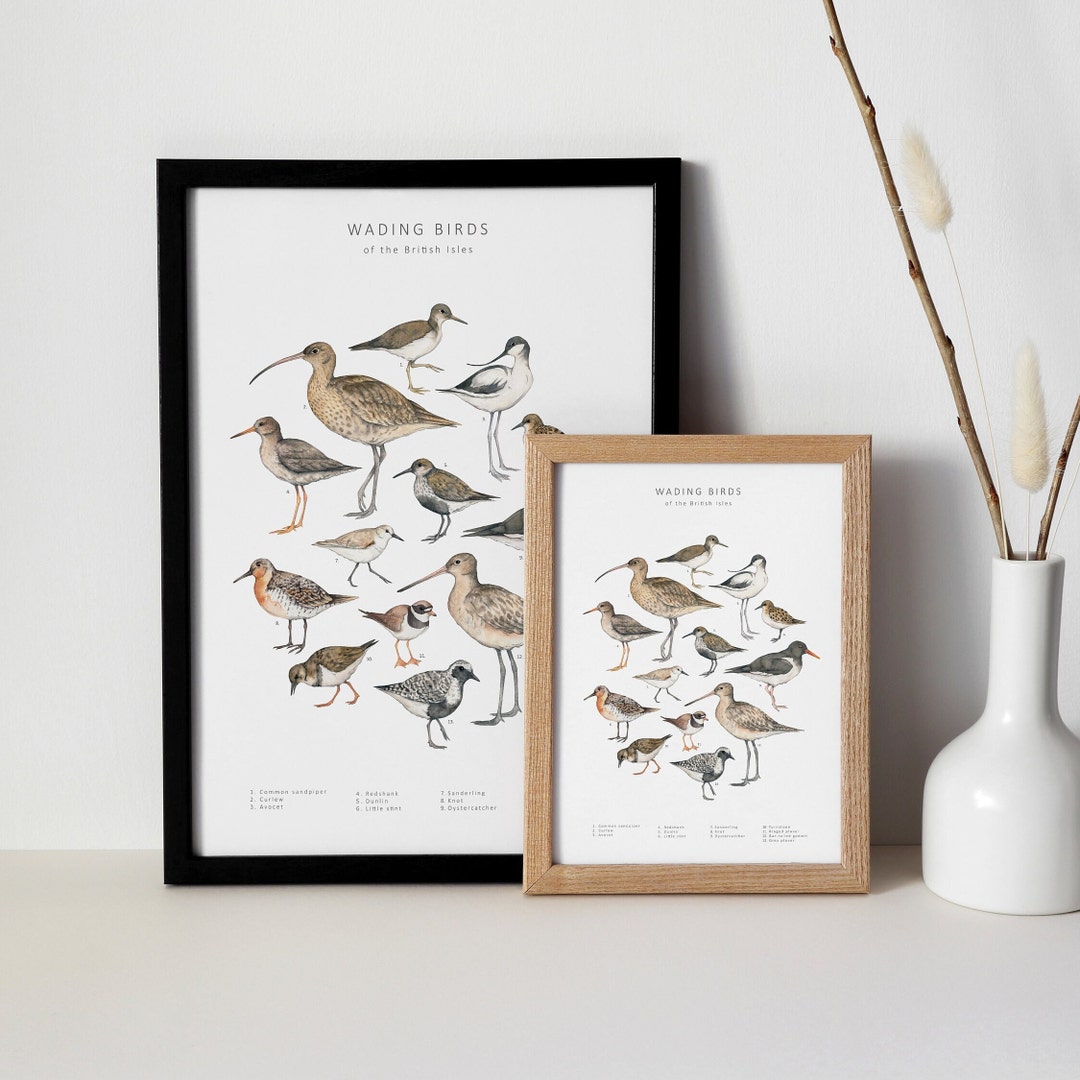 Wading Bird Watercolour Print - Bird Wall Art - Etsy