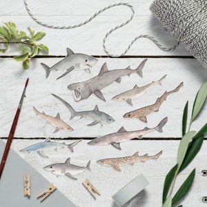 Shark Stickers - Animal Sticker Pack - Etsy