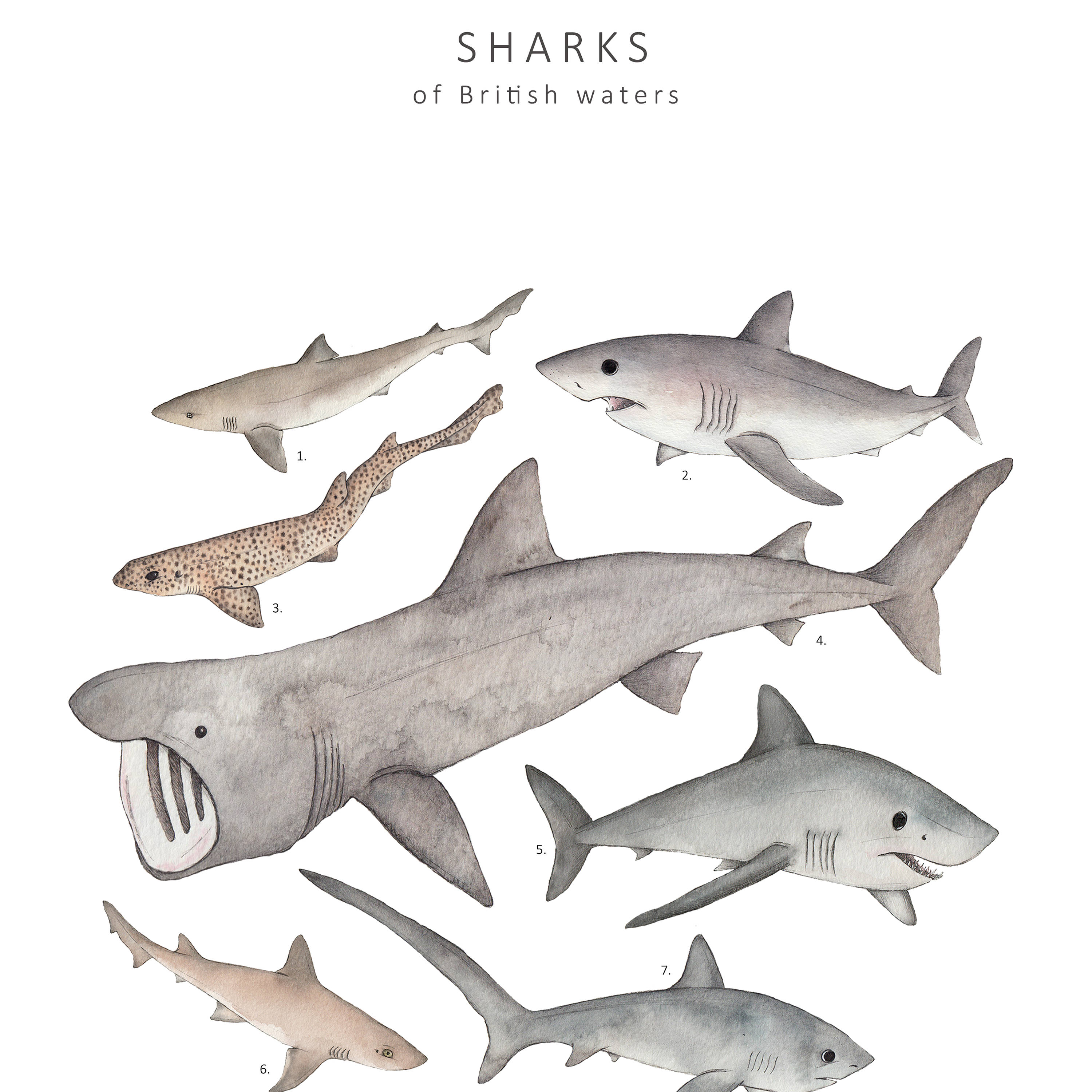 Watercolour Shark Print Animal Wall Art | Etsy UK